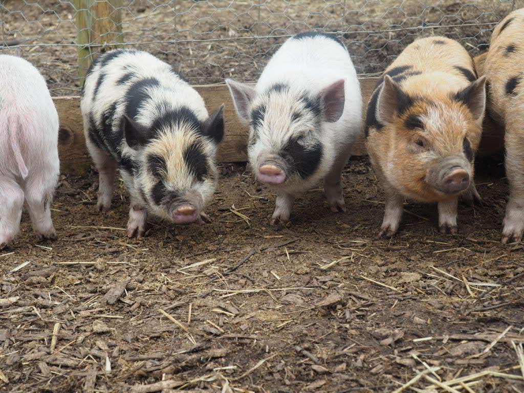 Kew Little Pigs: The Perfect Day Out for Pig Lovers – That Mum Travel Life