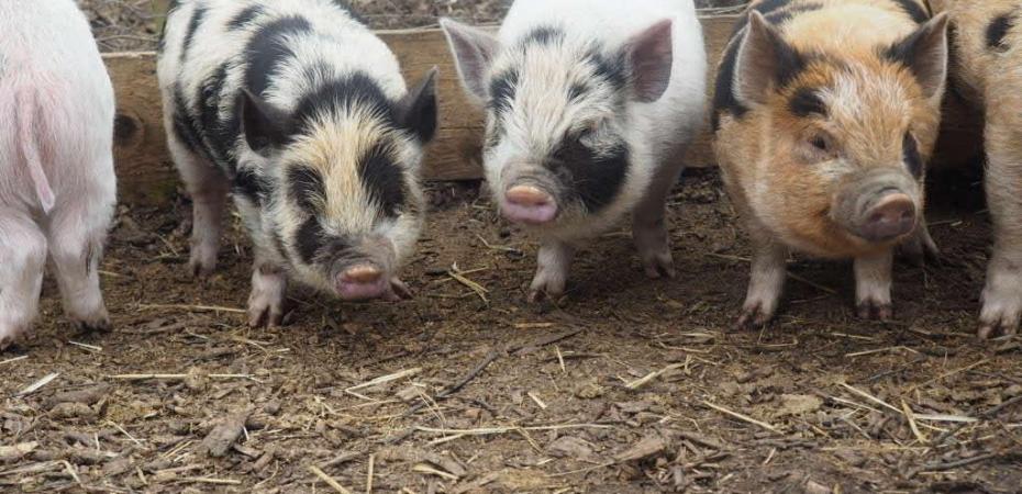 Kew Little Pigs: The Perfect Day Out for Pig Lovers – That Mum Travel Life