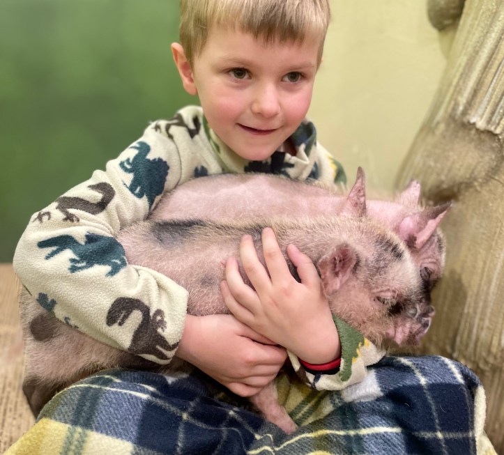 Japan With Kids: Visiting MiPig, Tokyo’s Micro Pig Cafe – That Mum ...