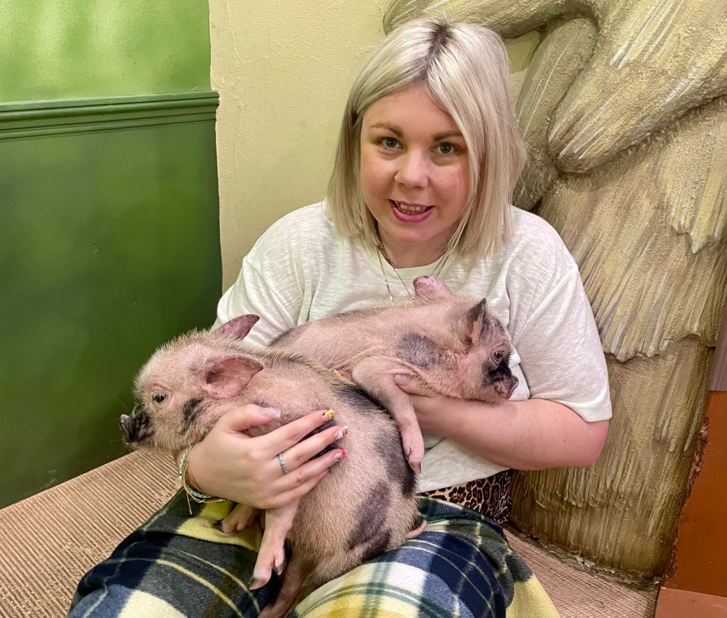 Japan With Kids: Visiting MiPig, Tokyo’s Micro Pig Cafe – That Mum ...